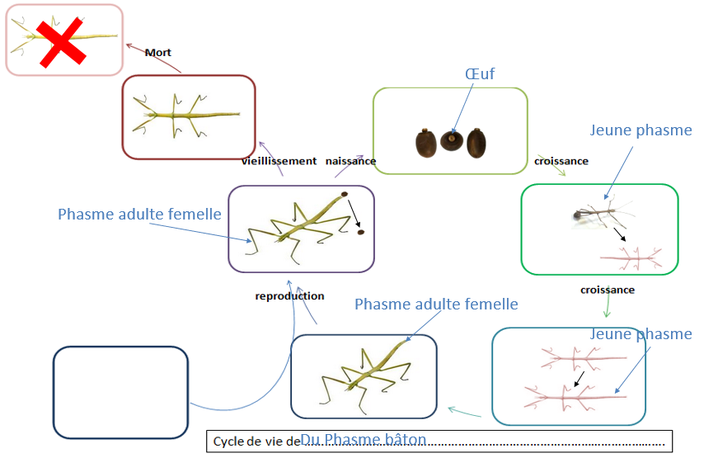 Chapitre 1 : Les êtres vivants - Site de svtpmc