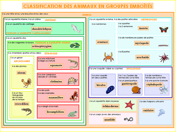 Chapitre 4 : La classification scientifique des espèces - Site de svtpmc