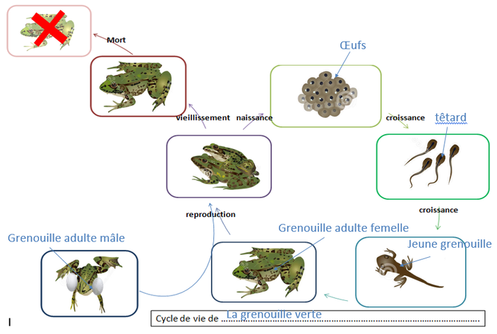 Chapitre 1 : Les êtres vivants - Site de svtpmc