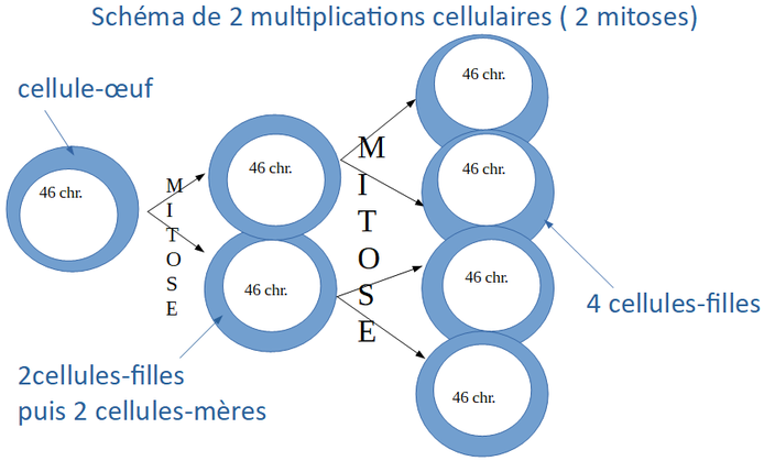 Vidéo d'une mitose de cellule de drosophile - Site de svtpmc