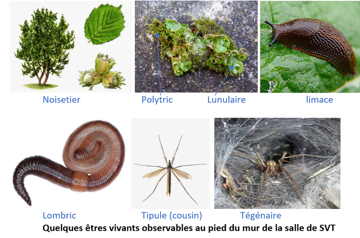 Chapitre 5 : Notre environnement - Site de svtpmc