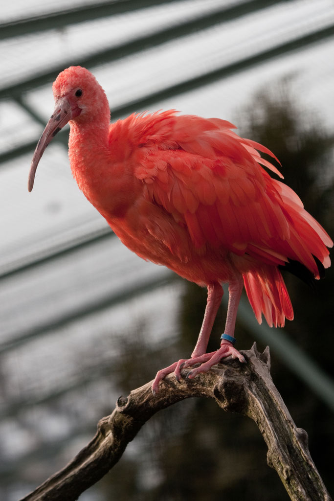 Roter Ibis - voliere-zugs Webseite!