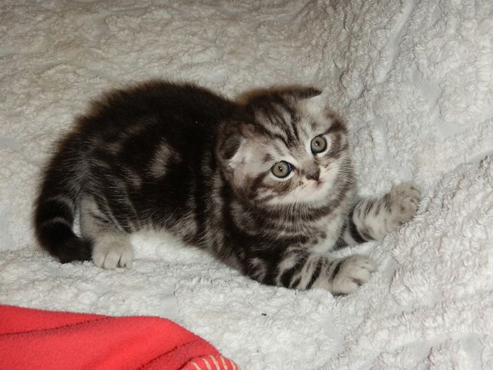 Nous avons des chatons! - Сайт chatterieetoilerouge!