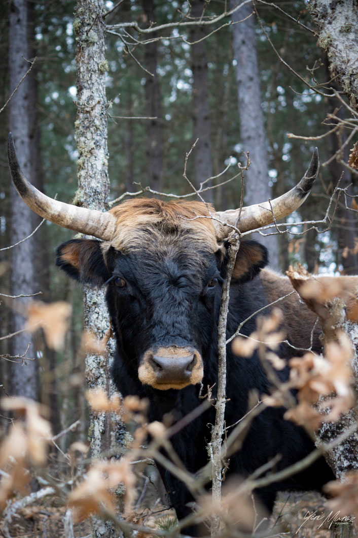 Animales prehistóricos - Paleolítico Vivo