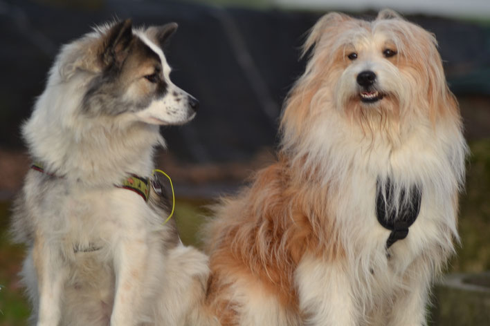 De Chebo - Welkom op de website van chebo kennel "De Nijenhaer"