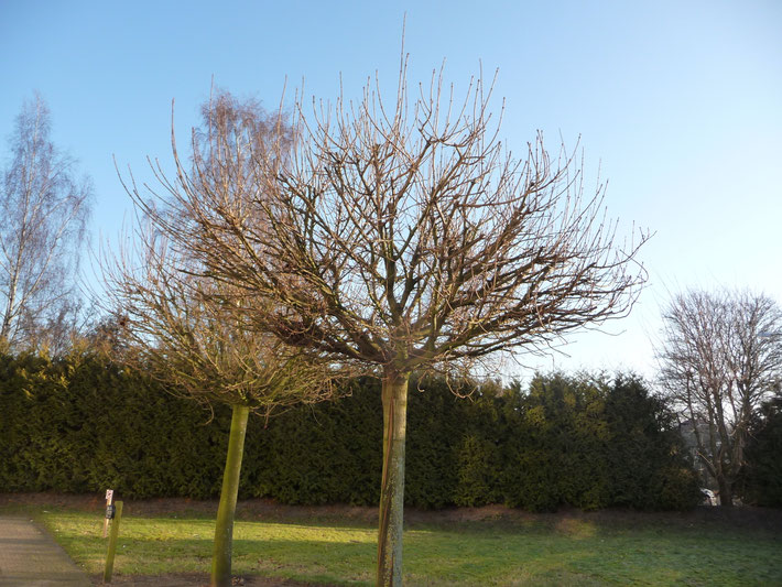 Kopfbaum-Schnitt - wattsurfs Webseite!