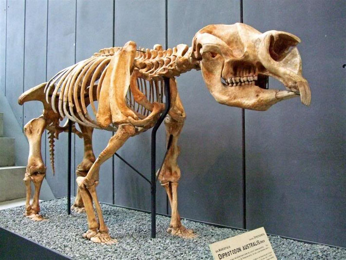 Diprotodon - L’encyclopédie-animalière