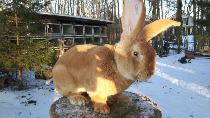 Zur Person - deutsche-riesen-gelb-beudens Webseite!