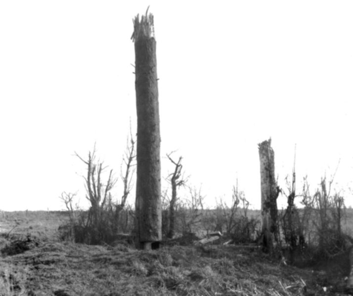 Those trees are watching you: The incredible role of 'camouflage trees ...