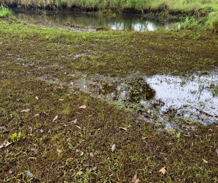 Tollund Man: A glimpse into the past through the world's most famous ...
