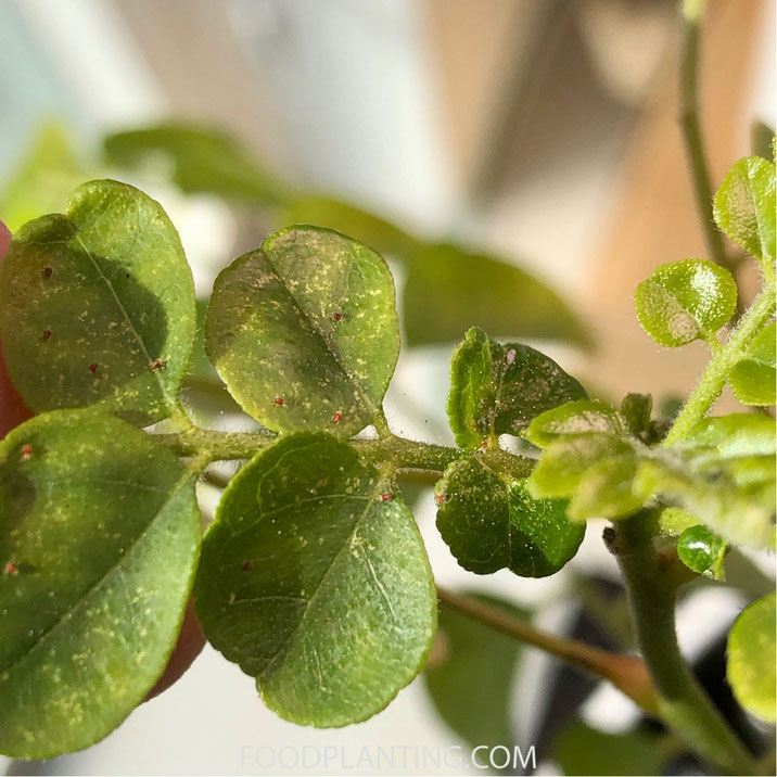 Het herkennen en bestrijden van spint - foodplanting.com