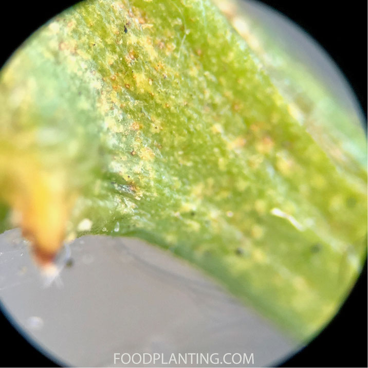 Het herkennen en bestrijden van spint - foodplanting.com