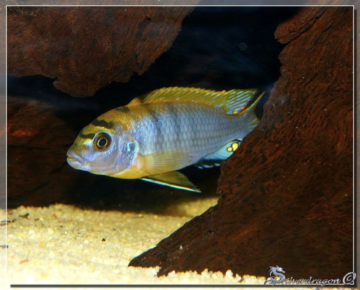 Labidochromis hongi red top - Les Cichlidés Du Dragon D'Argent ...