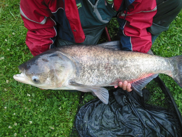 Visbestand H.T.E. - hofteneikenrumst's JimdoPage!