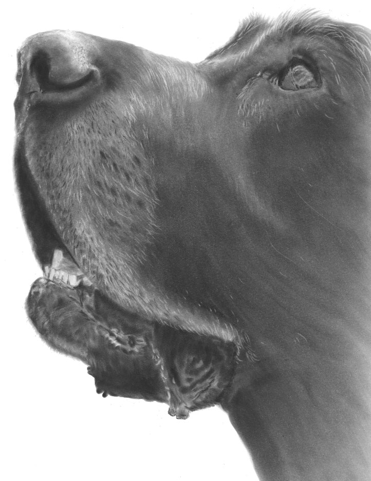 My dog drawings keep your dogs soul alive forever - Art by Talitha ...