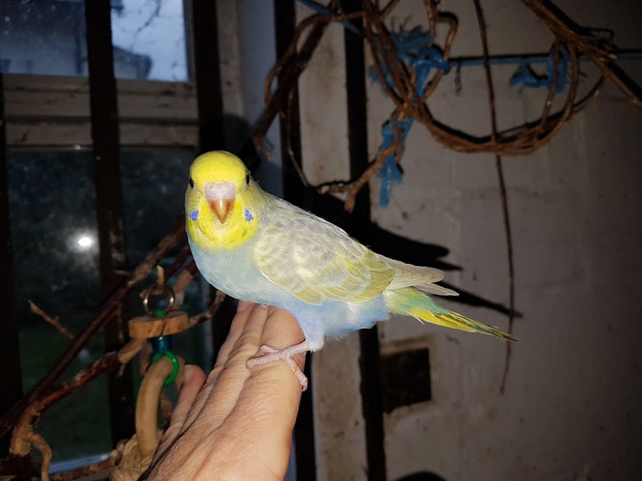 Abzugeben - Wellensittichzucht Funkelsterne