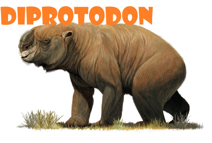Diprotodon - L’encyclopédie-animalière