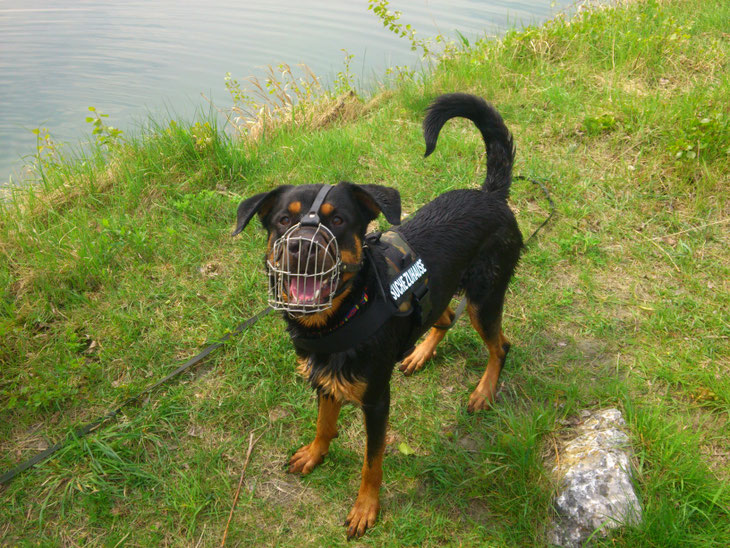 Der richtige Maulkorb - ABCdogs - Hundeschule und Verhaltenstherapie im ...