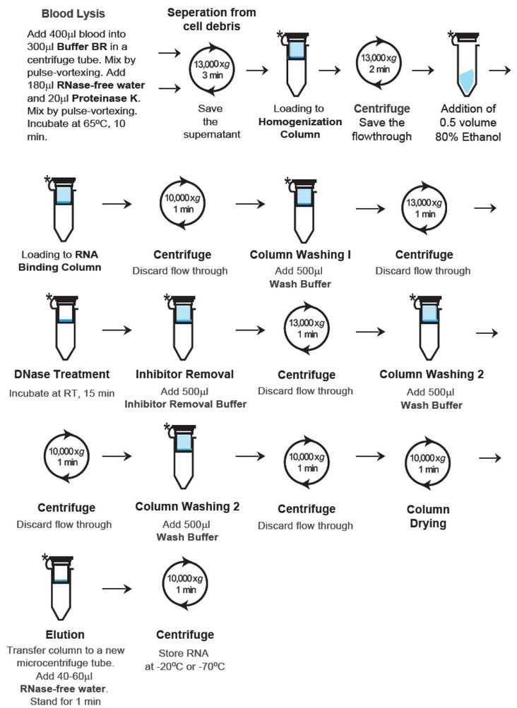 Total RNA Blood isolation Miniprep - GeneON BioScience
