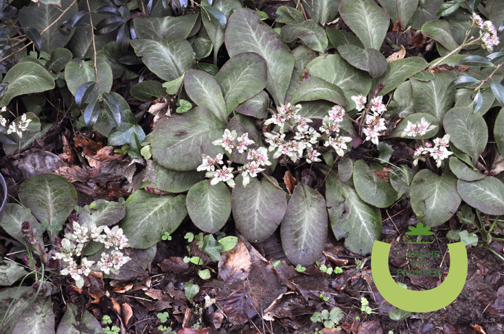 JANVIER - Chrysosplenium macrophyllum - arche aux plantes
