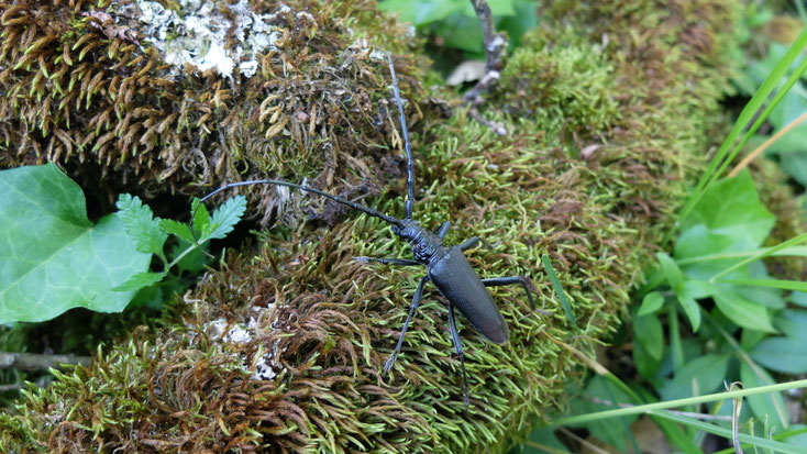 Le grand Capricorne - Site Natura 2000 "Vieux arbres de la haute vallée ...