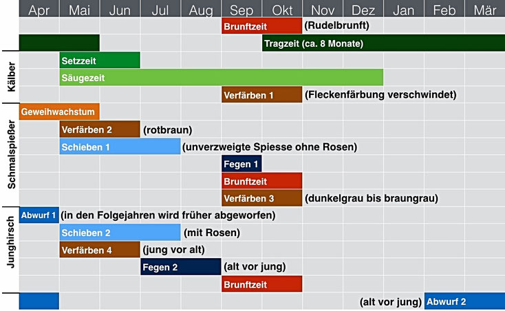 Rotwild: - jagdwissens Webseite!