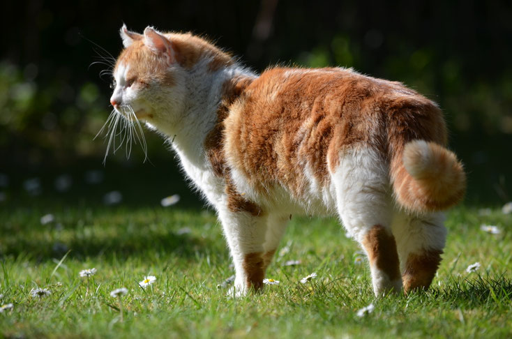 Tomy, Lego, Isis ... - Plumes, poules et nature.