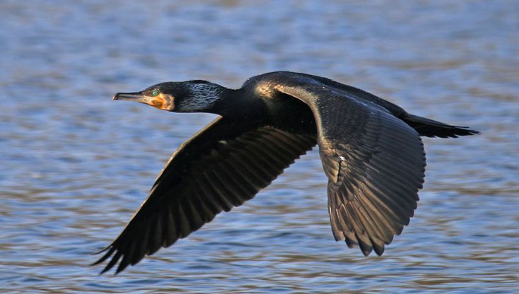Kormoran - der City-See in Marl