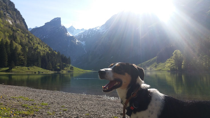 Cora sucht - ric-dogs Hundesupport