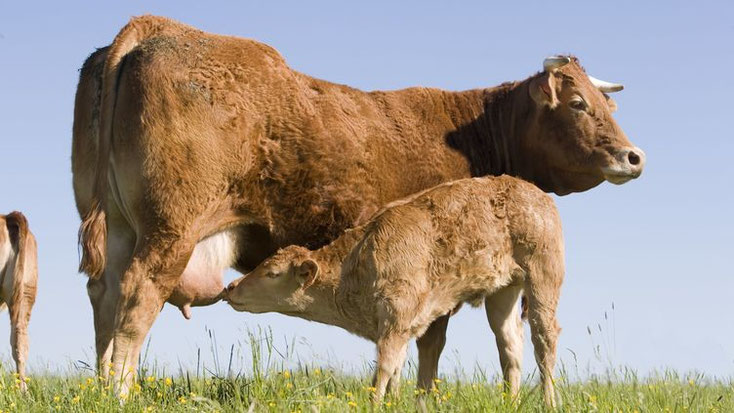 LE VEAU SOUS LA MèRE - Site de fourchefourchetteanimapole2