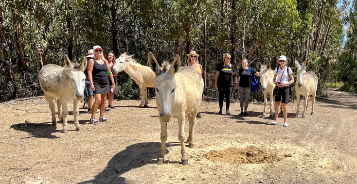 Unique Donkey Walks in the Algarve - Sanctuary Happy-Donkeys Algarve