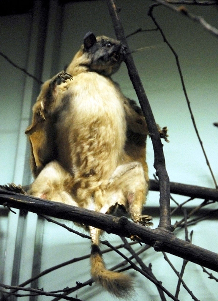 Roditori del Kenya - Kenya Vacanze