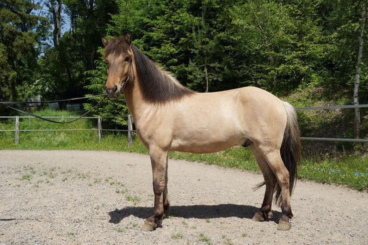 Mídas von Ásgard - Islandpferde Ásgard