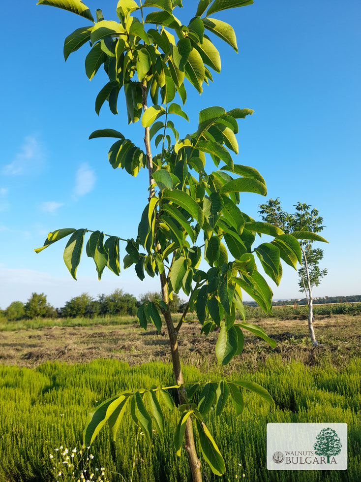 Franquette, Walnut Nursery Bulgaria, Grafted walnut trees - Walnuts ...