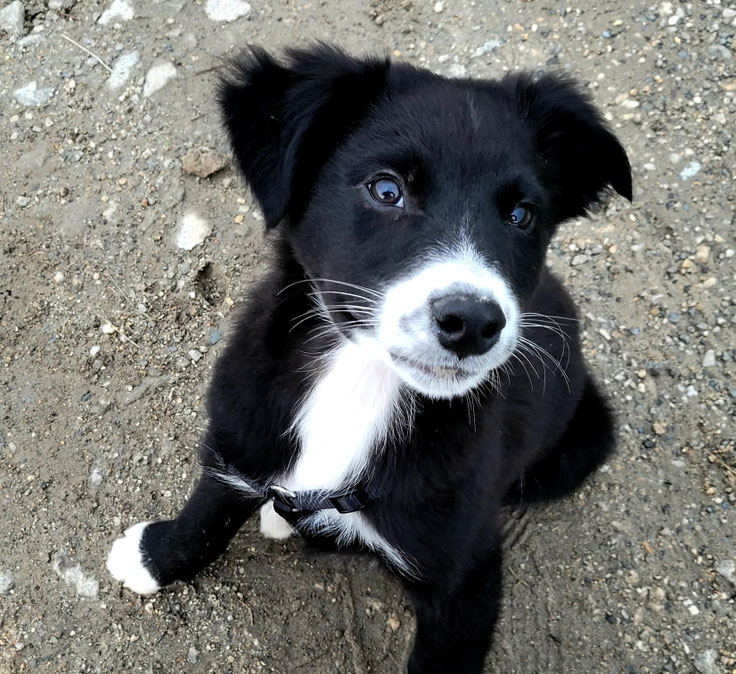 Nachzucht - Leos Eternal Norfleet Paint Horse Hengst All Around Pferde ...