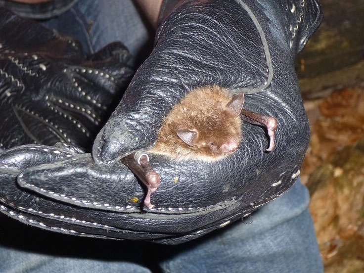 Fledermaus-Seminar - NABU Jever und umzu