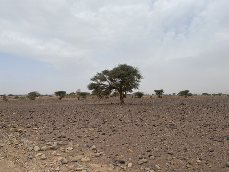 Crossotus subocellatus (Fairmaire, 1886) - Site de insectedumaroc