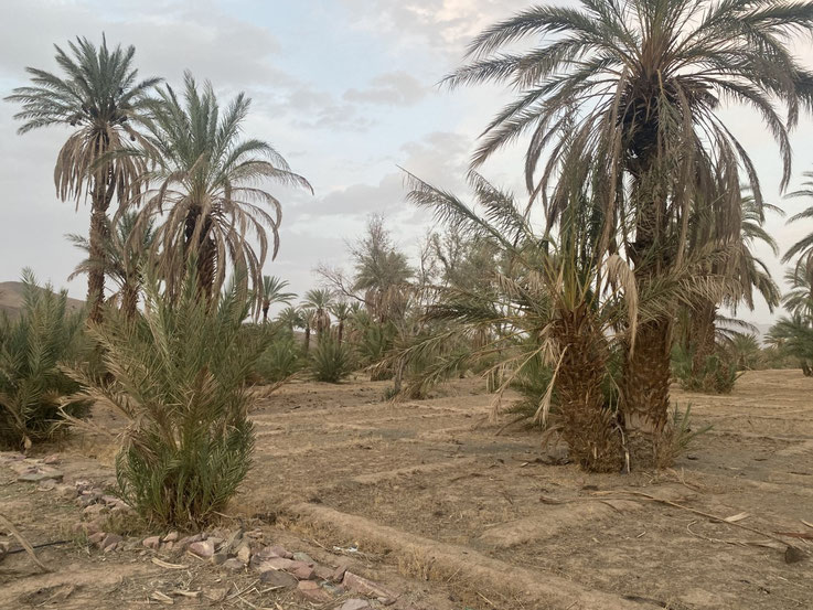 Apomecyna lameerei (Pic, 1895) - Site de insectedumaroc