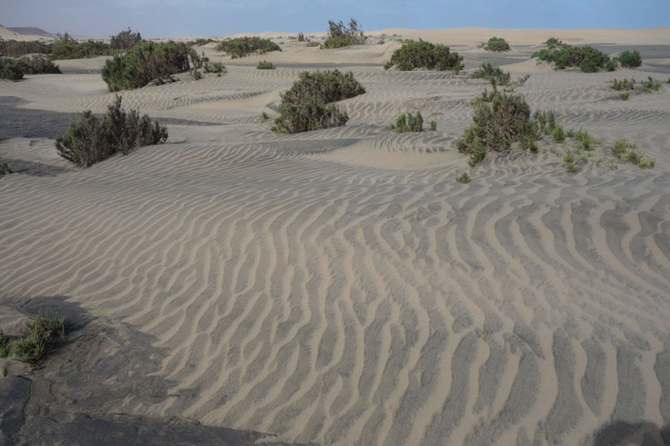 Lophyra (Lophyra) flexuosa (Fabricius, 1787) - Site de insectedumaroc