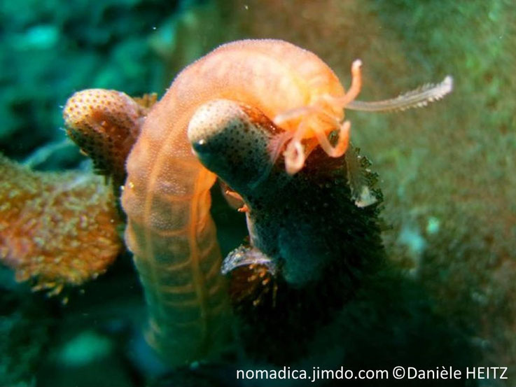 Opheodesoma australiensis - Site de nomadica