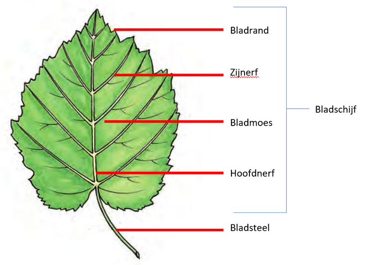 les 3: stengels - biolerares