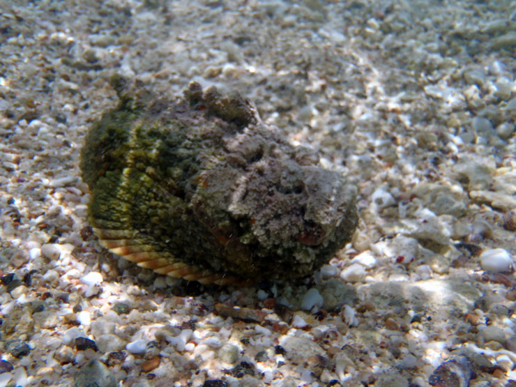 Synanceia verrucosa (Szkaradnica, Stonefish) - Red Sea Reef Snorkeling ...