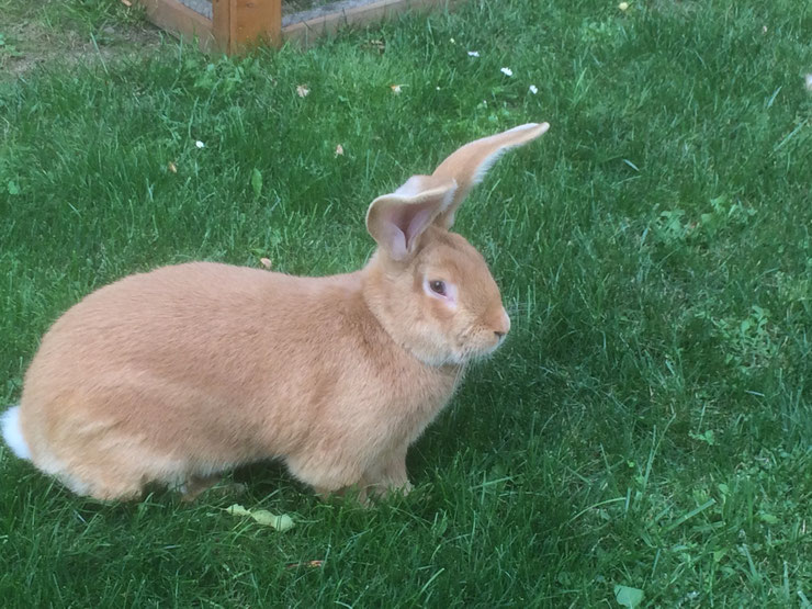 Riesen Gelb - riesenkaninchen in den Farben Gelb und Weiß