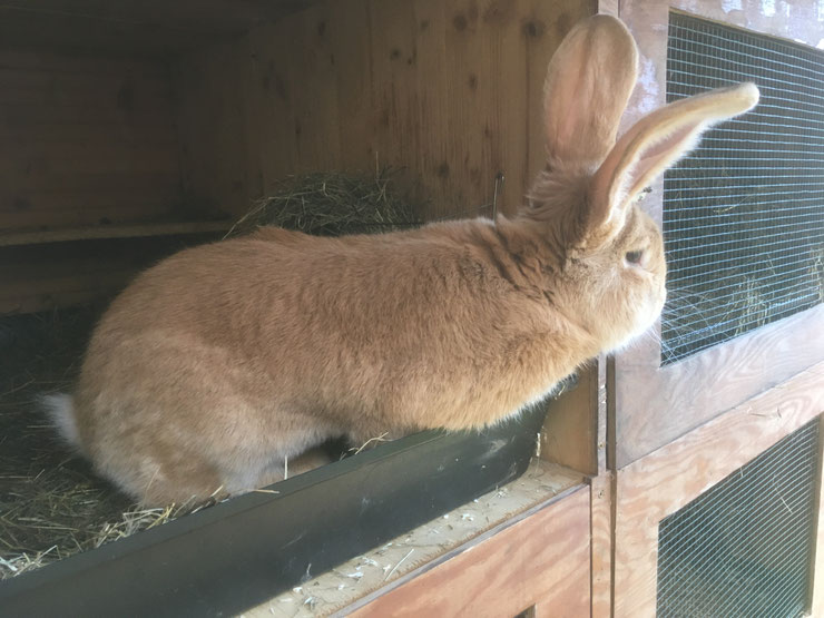 Riesen Gelb - riesenkaninchen in den Farben Gelb und Weiß