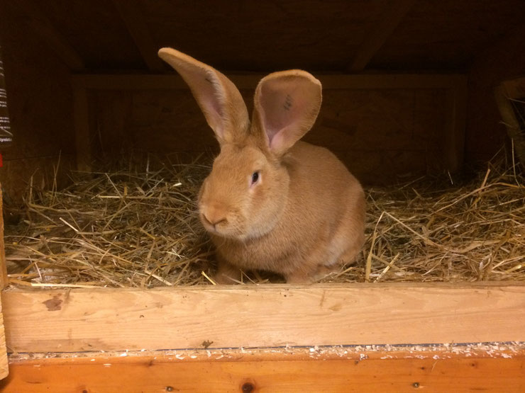 Riesen Gelb - riesenkaninchen in den Farben Gelb und Weiß
