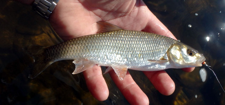 Les poissons de nos rivières - La pêche à St Etienne de Lugdarès