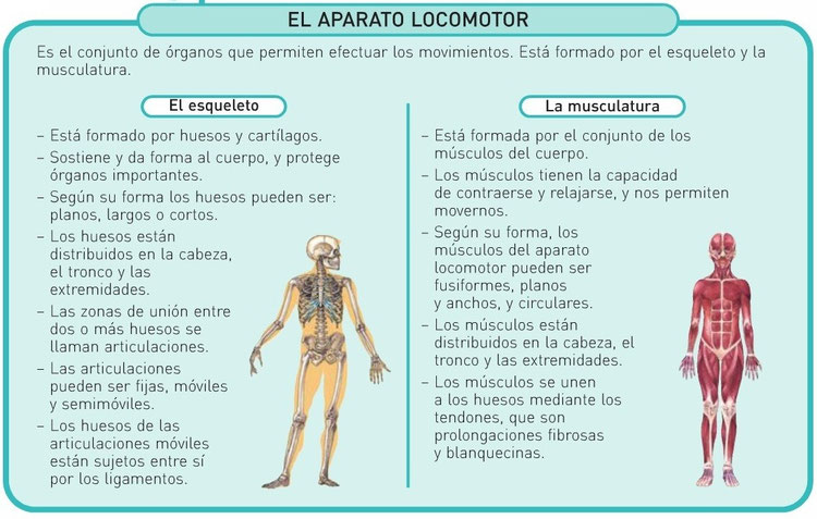 APARATO LOCOMOTOR. - Página web de 6bprimaria