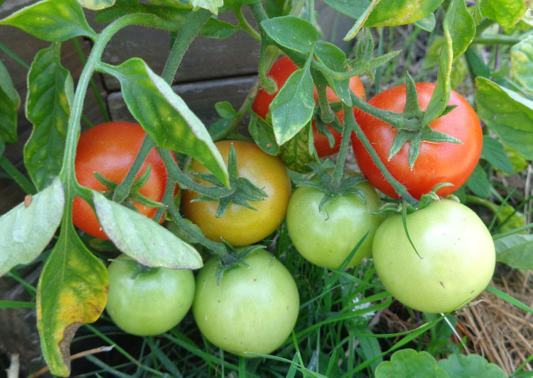 Buschtomaten - himmlischesaatens Webseite!