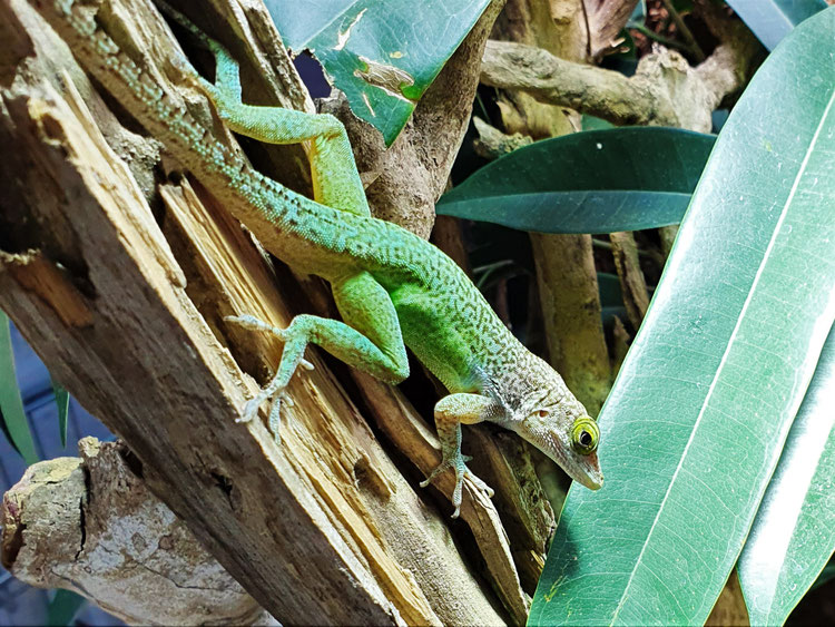 Leguane/Anolis - Tropen & Exoten Freiburg