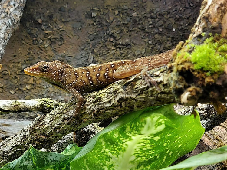 Leguane/Anolis - Tropen & Exoten Freiburg